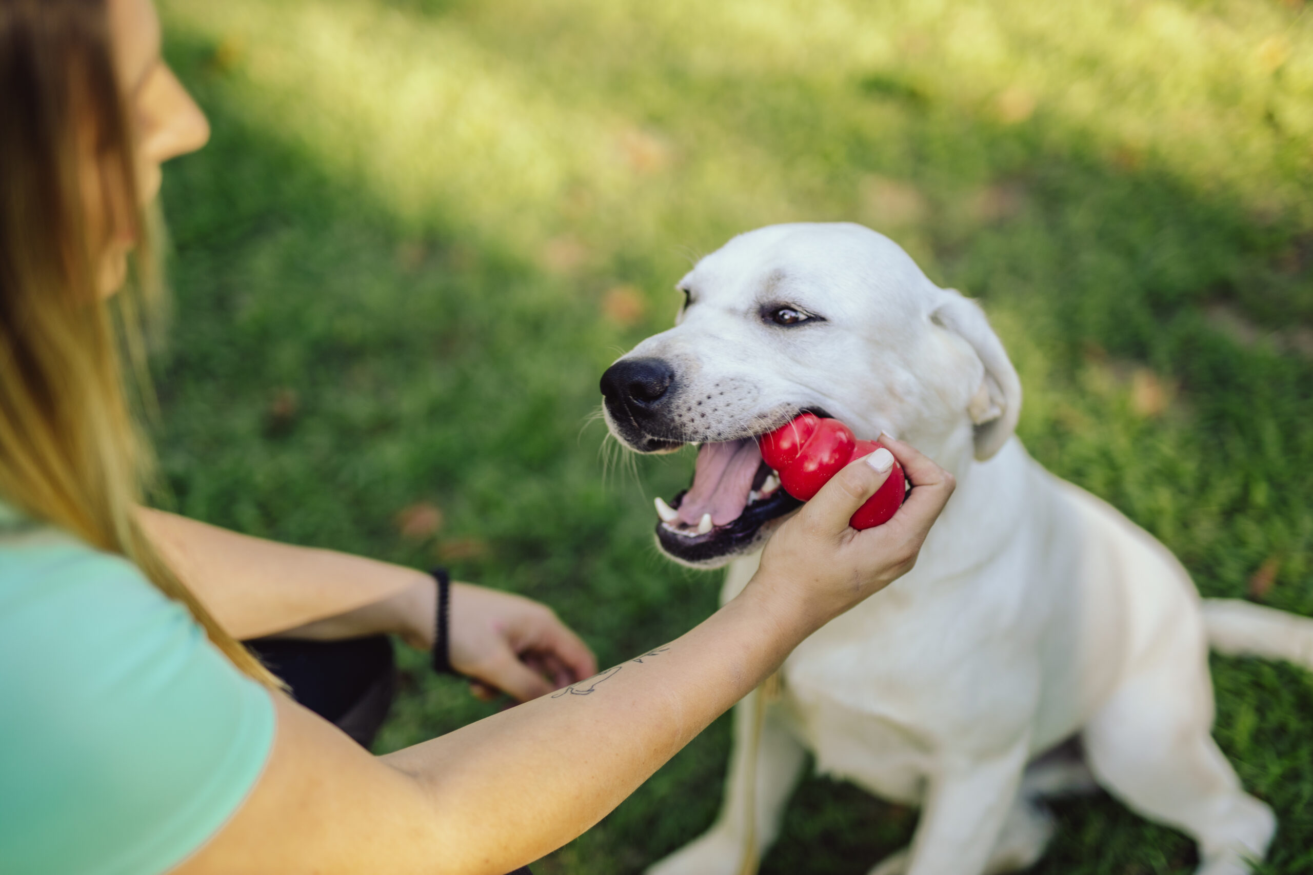 Chew On This: A Guide to Choosing Safe and Beneficial Chews for Your Dog
