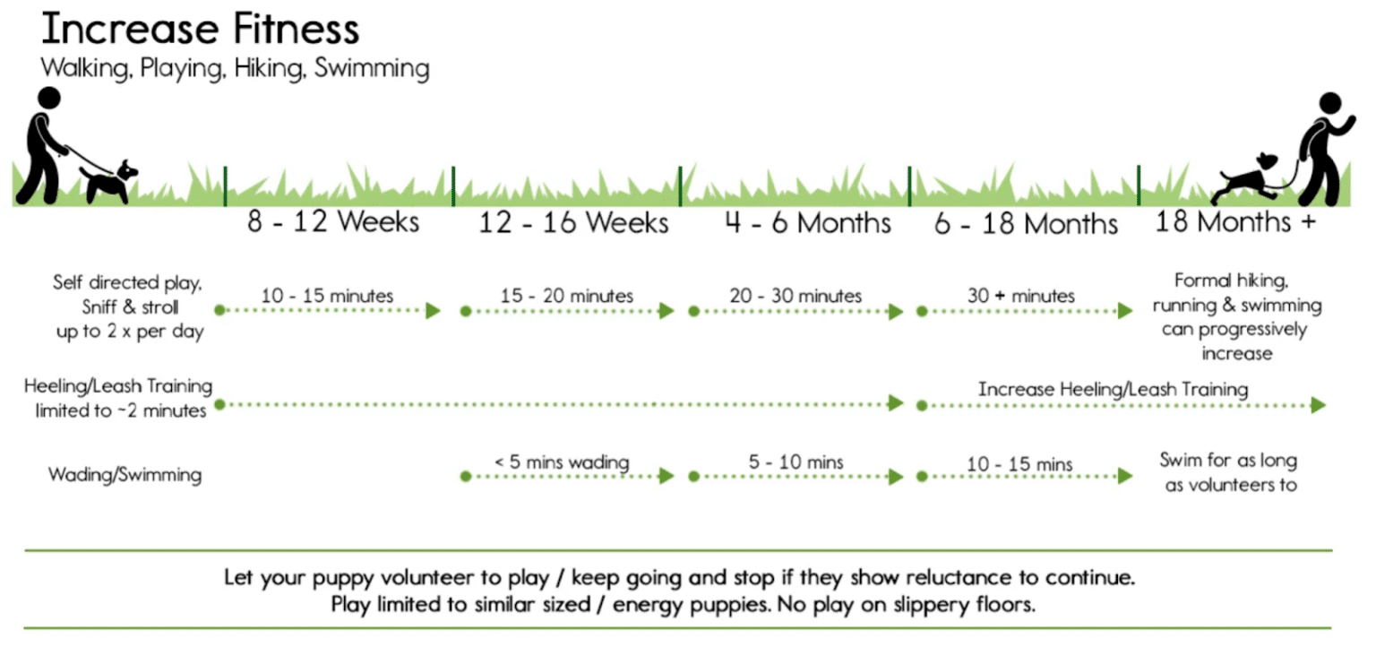 How Much Exercise Does a Lab Puppy Need? (+3 Best Forms of Exercise)