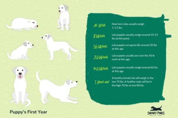 Golden Retriever Puppy Growth Chart & Milestones | Snowy Pines
