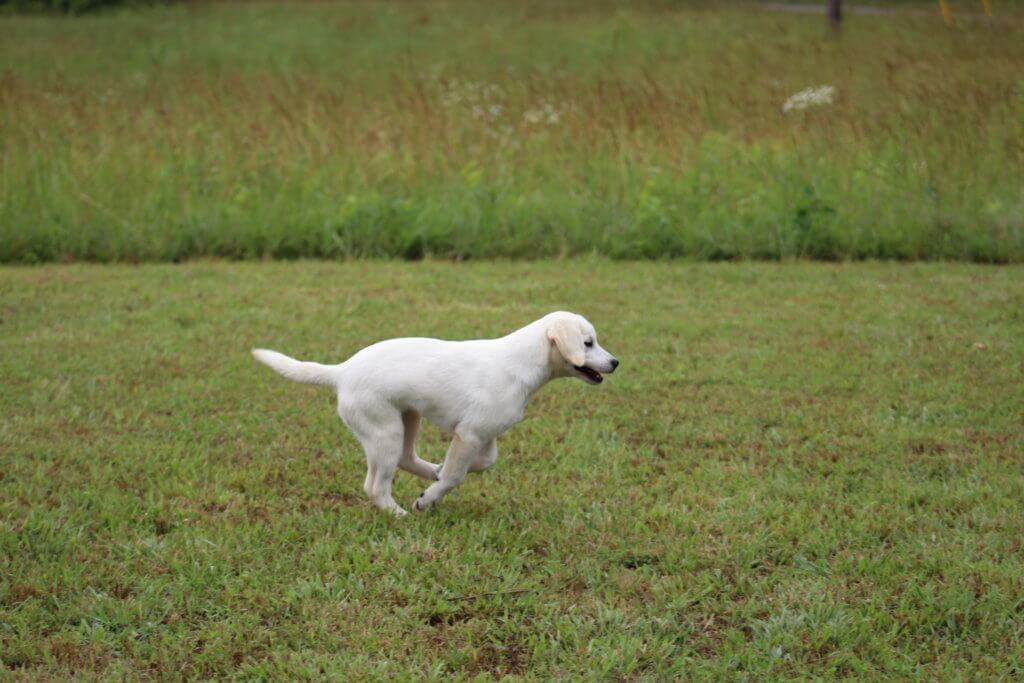 Come See Our Available White Lab Puppies | Snowy Pines White Labradors