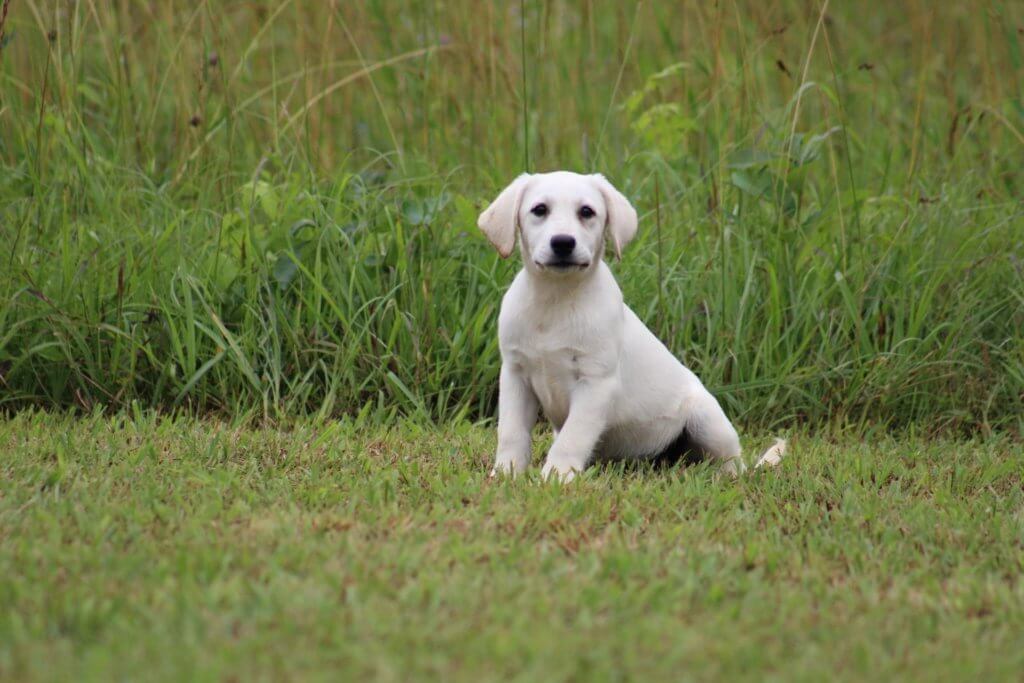 Come See Our Available White Lab Puppies | Snowy Pines White Labradors